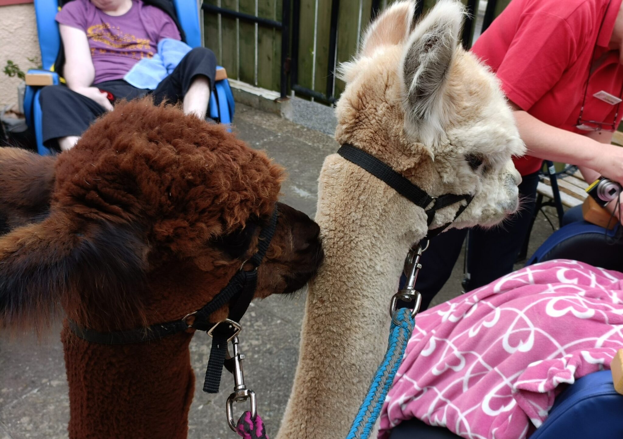 Alpaca sales - fineoaks